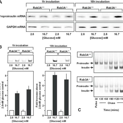 Proinsulin Biosynthesis Is Normal In Rab3a Mouse Islet Cells Islets