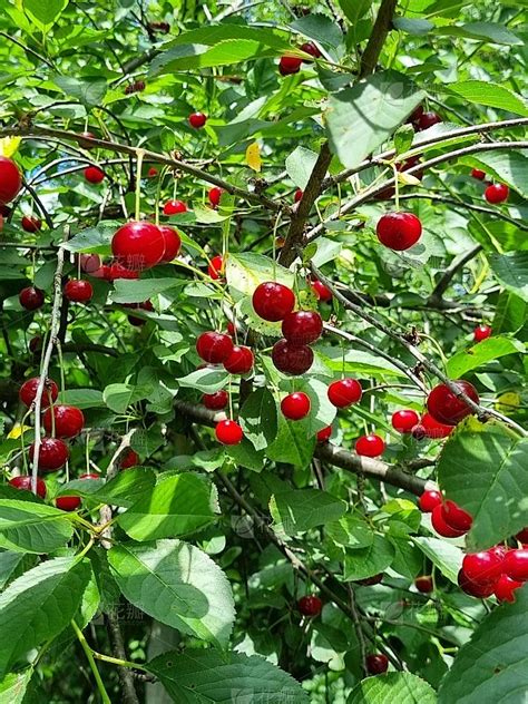 树上的樱桃素材 花瓣网