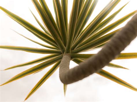 Dracaena Marginata Problem Solve It All From Brown Tips To Yellow Leaves