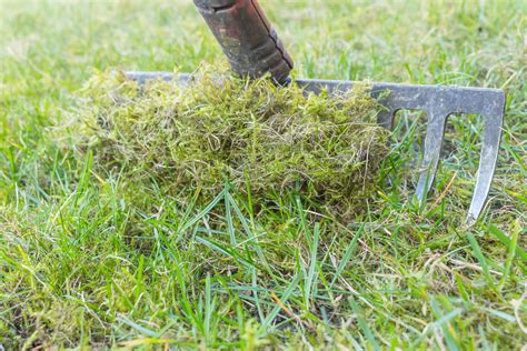 Lawn Moss Control And Removal Techniques Rokworx