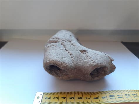 Isn T This The Strangest Looking Fossil What Is It R Fossils