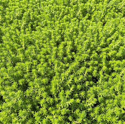 Sedum Sexangulare Golddigger Outdoor Succulent Baker City Oregon