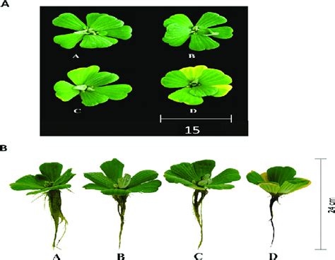 Arsenic In Fertilizers Toxicity In Cultivated Plants And Potential