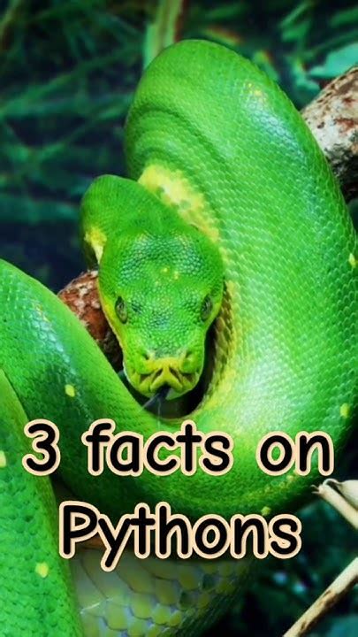 3 Facts On Pythons Youtube