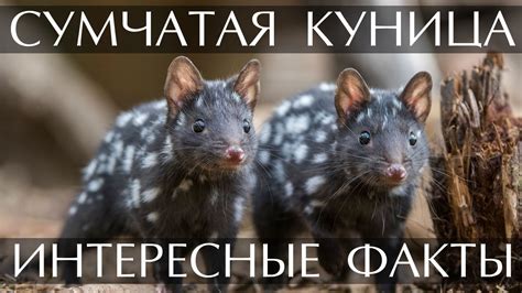 Сумчатая куница - интересные факты - YouTube