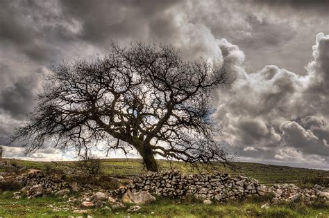 Tree Clouds Sky Free Photo On Pixabay