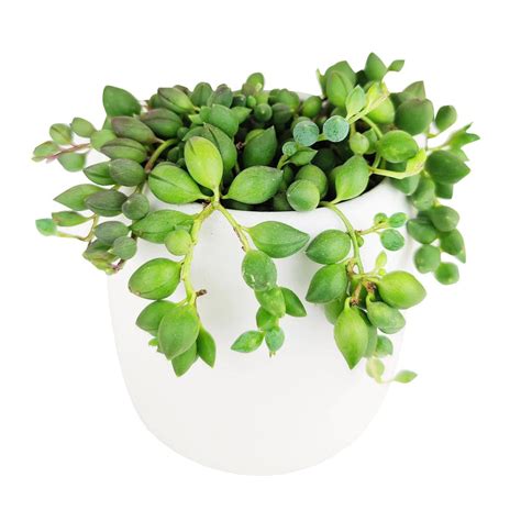 How To Grow And Care String Of Tears Plant Orbit