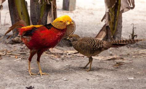 Red Golden Pheasant Hatching Eggs For Sale At