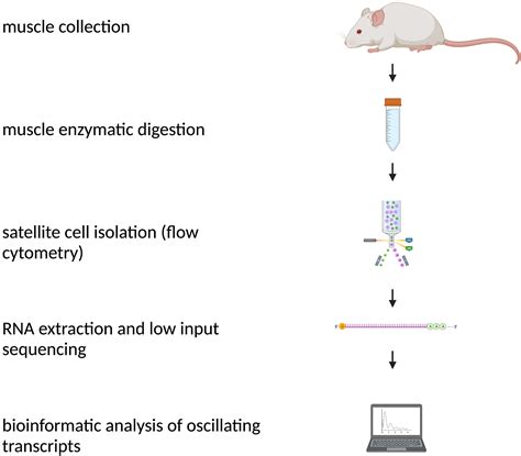 Circadian Transcriptome Processing And Analysis A Workflow For Muscle Stem Cells Sica 2023