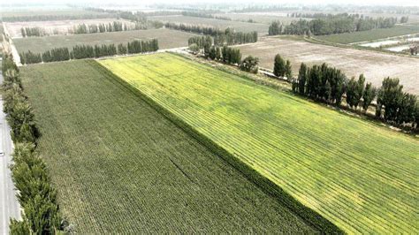 新疆兵团第一师阿拉尔市：“一年两熟”成效显 光明网