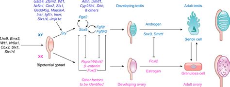 Sex Determination Gonadal Sex Differentiation And Plasticity In Vertebrate Species