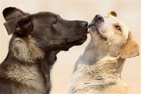 Can Dogs Get Pregnant By Multiple Dogs