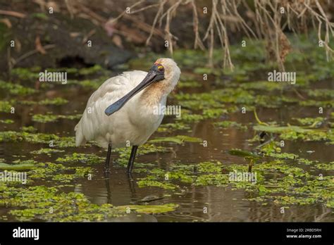 The Royal Spoonbill Is A Large White Waterbird With Black Spatulate