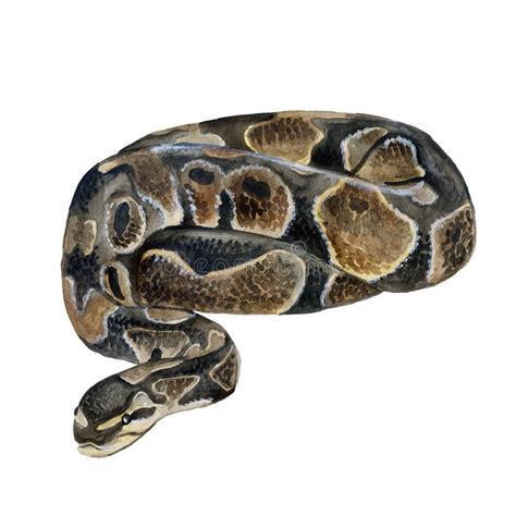 watercolor closeup portrait of royal python or python regius isolated