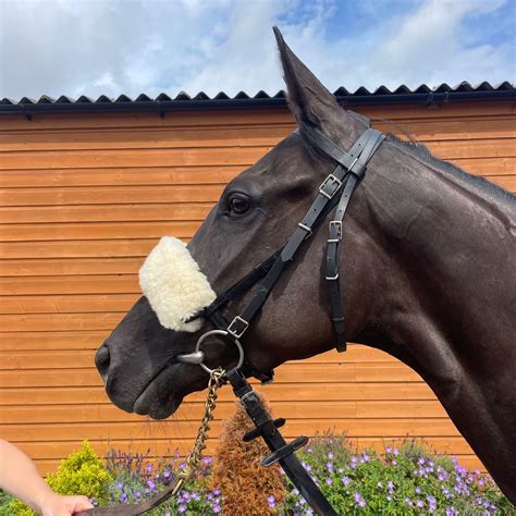Grand Style - Racehorse Ownership