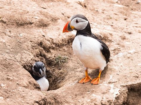 Puffin Nesting Behavior Eggs Location Birdfact