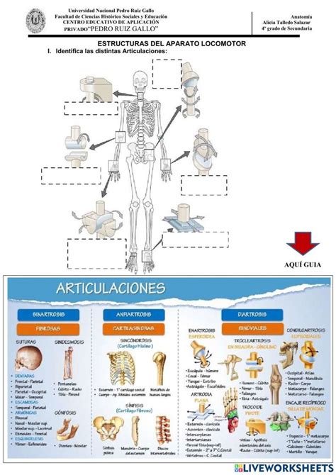 Fichas Para Estudiar El Aparato Locomotor Bilarasa