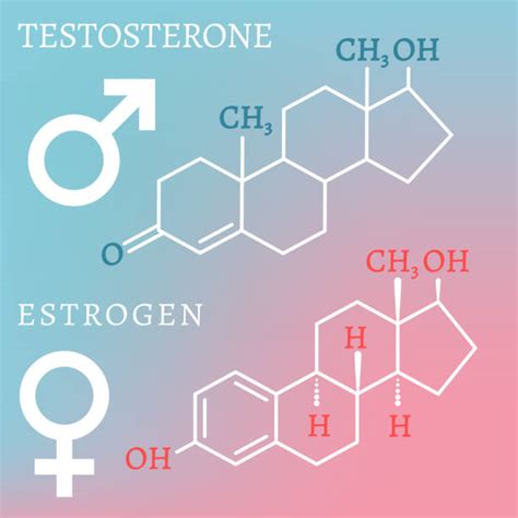 Estrogen Illustrations Royalty Free Vector Graphics And Clip Art Istock