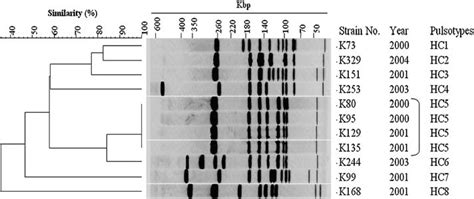Upgma Dendrogram Of Smai Pfge Patterns Of 11 C Coli Strains Isolated