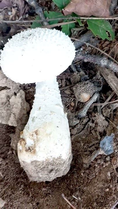 흰가시광대버섯 닭다리버섯 Youtube