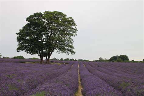 Free Images Landscape Tree Nature Field Meadow Prairie Flower