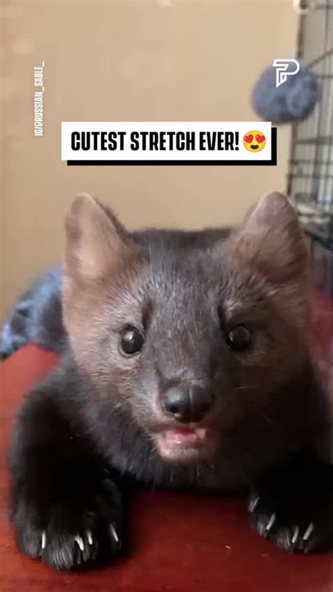 Video Dump 2 Album On Imgur