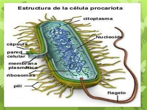 Las Células Procariotas Biología La Célula Células procariotas