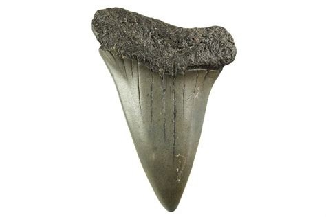 1 91 Fossil Broad Toothed Mako Tooth South Carolina 332396 For