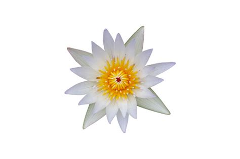 白い背景に白い蓮の花または睡蓮の上面図と切り取り経路 カットアウトのストックフォトや画像を多数ご用意 カットアウト ユリ 白背景