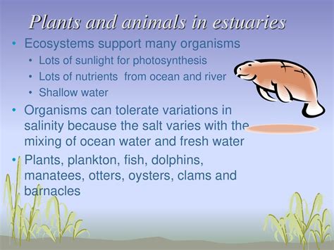 Aquatic Ecosystems Ch Ppt Download