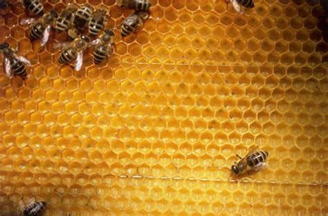 How Honey Is Made Discovery UK