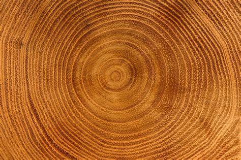 Tree Ring Texture