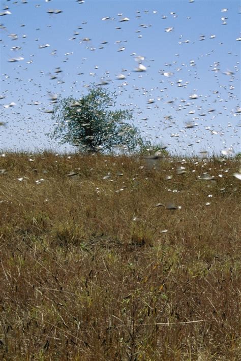 Tropical Grassland Biome Animals And Plants