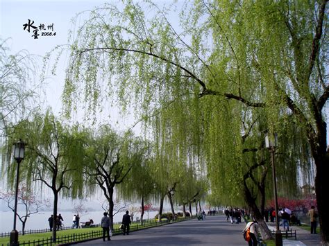 柳浪闻莺有哪些传说，柳浪闻莺有什么故事，柳浪闻莺的由来是什么