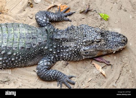 How Big Is The Chinese Alligator Dbku