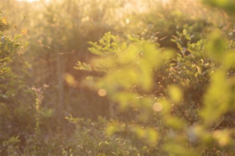 Blur Sun Tree Images Free Download On Freepik