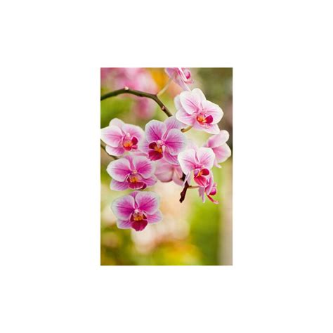 Почва за орхидеи Floragard, 5л - eMAG.bg