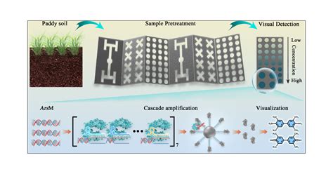 High Throughput μpad With Cascade Signal Amplification Through Dual Enzymes For Arsm In Paddy