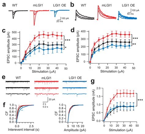 Adlte Mutant Lgi1 Increases Glutamatergic Synaptic Transmission Ab