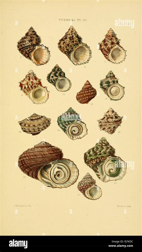 A Monograph On The Genera Of Shells Showcasing Detailed Illustrations
