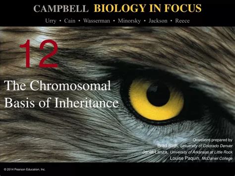Ppt The Chromosomal Basis Of Inheritance Powerpoint Presentation