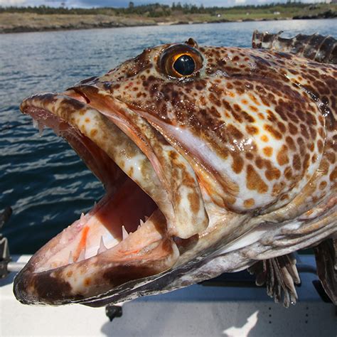 Rock Cod Grouper Fresh Wild Gold Coast