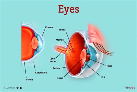 Eyes Human Anatomy Diagram Optic Nerve Iris Cornea Pupil And More