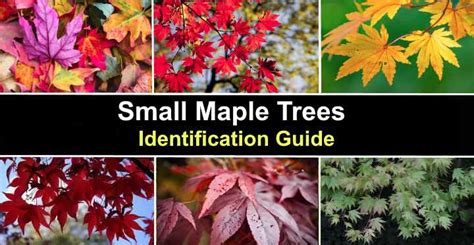 Types Of Small Maple Trees With Pictures Identification Guide