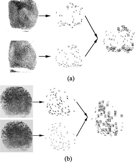fingerprint matching here matching consists of feature minutiae