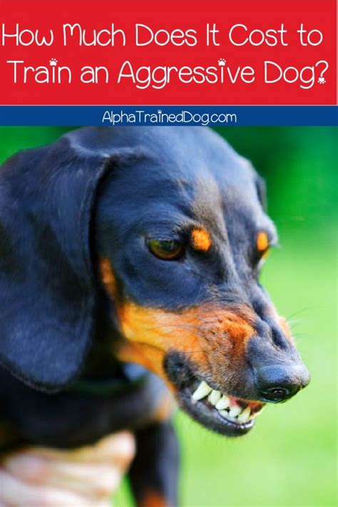 How Do You Train An Aggressive Dog