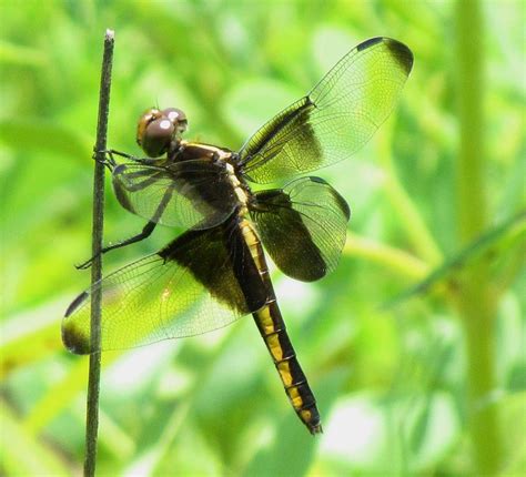 Dragonfly Female Widow Skimmer Photograph By Eric Noa Fine Art America