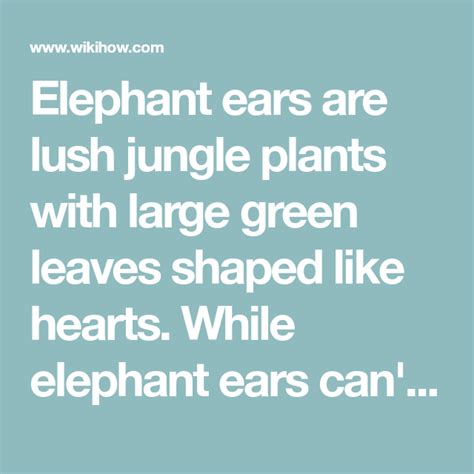 Elephant Ears Are Lush Jungle Plants With Large Green Leaves Shaped Like Hearts While Elephant