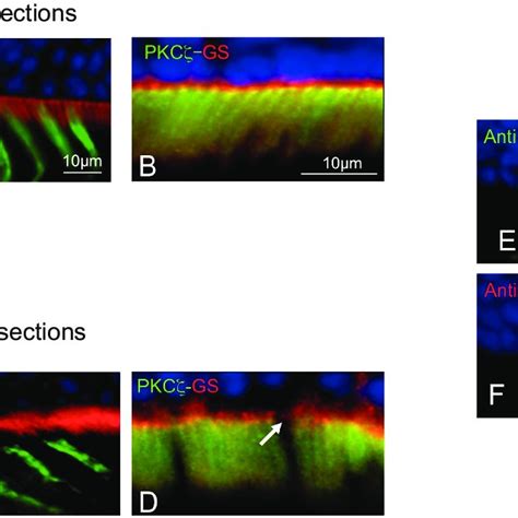 Schematic Representation Of Apical Junction Complex Ajc In Epithelial
