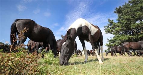 푸른 하늘 아래 풀 뜯는 한라마